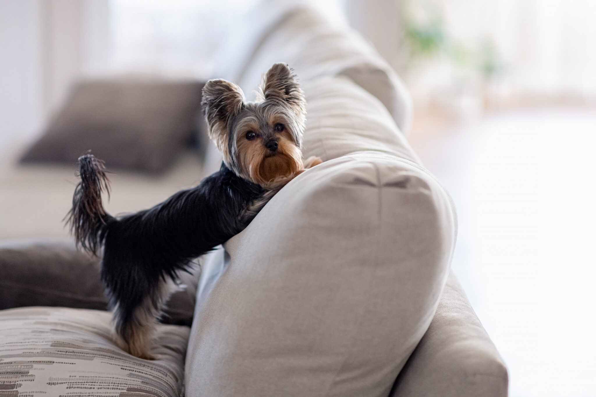 Wszystko, co musisz wiedzieć o Yorkshire Terrier - TauzenWet.pl